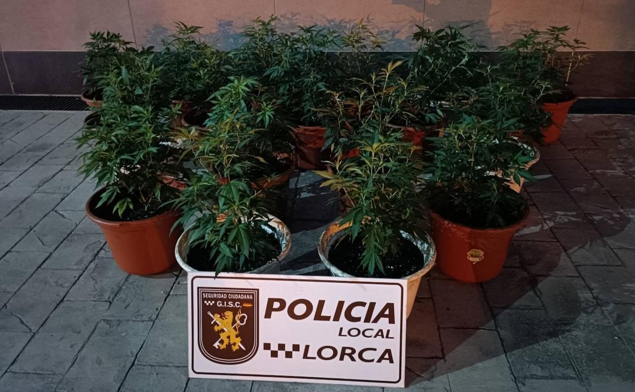 Desmanteladas dos plantaciones de marihuana en los barrios altos de Lorca | La Verdad